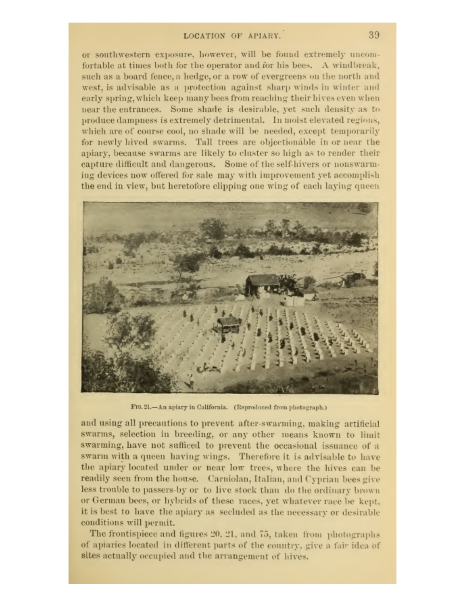 The Honey Bee – Cooper Family Printing